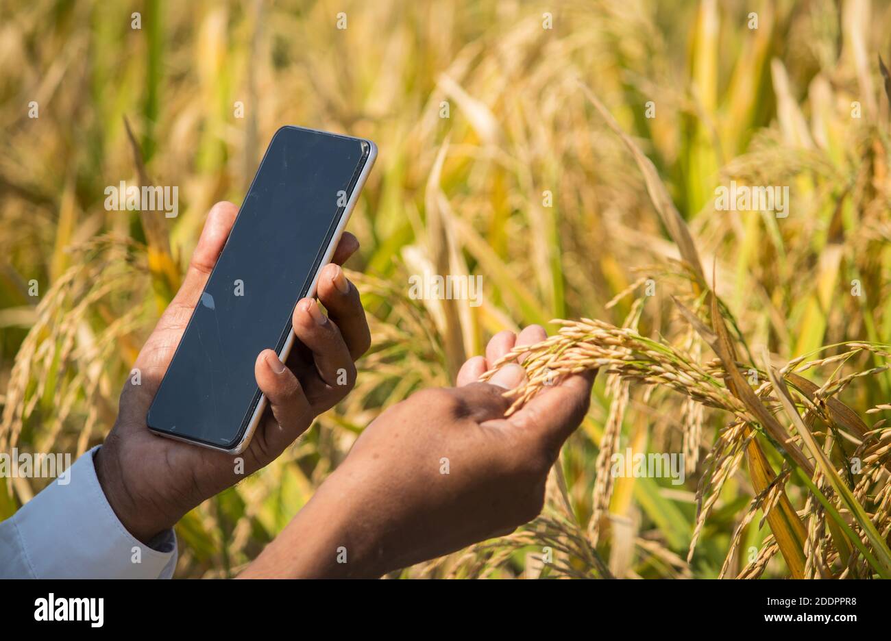 Close up of Farmer Hands checking the crop yield and pests by using ...