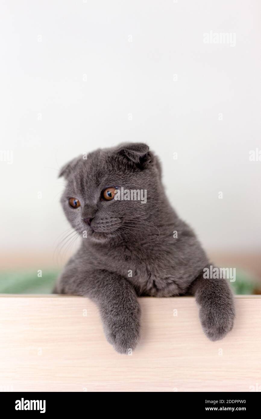 Scottish fold gray cat with fluffy paws Stock Photo - Alamy