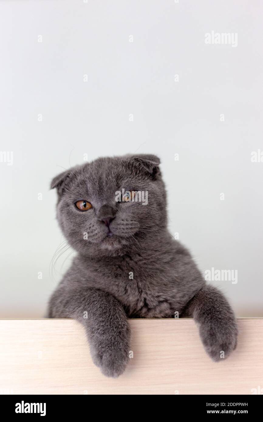 Scottish fold gray cat with fluffy paws Stock Photo - Alamy
