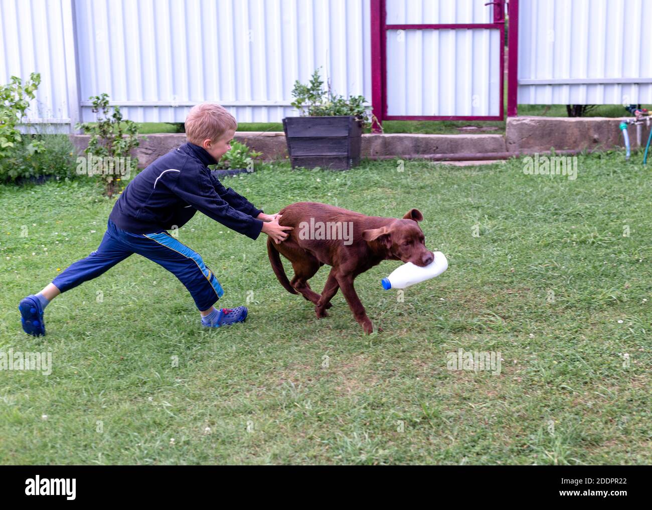 Boy catches up with brown dog Stock Photo - Alamy