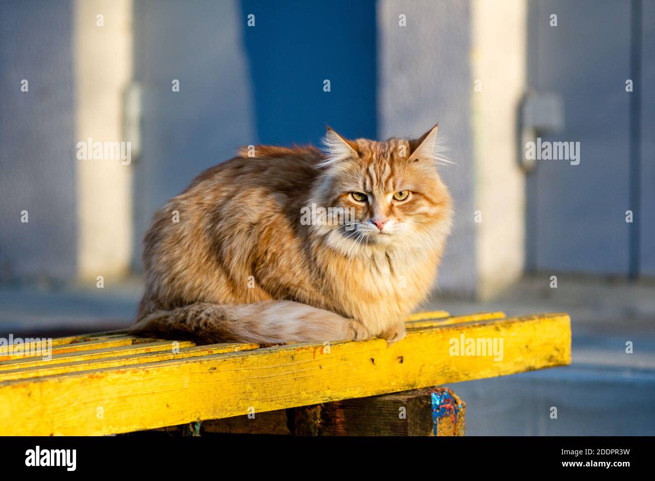 Yellow cat sitting on bench hi-res stock photography and images - Alamy