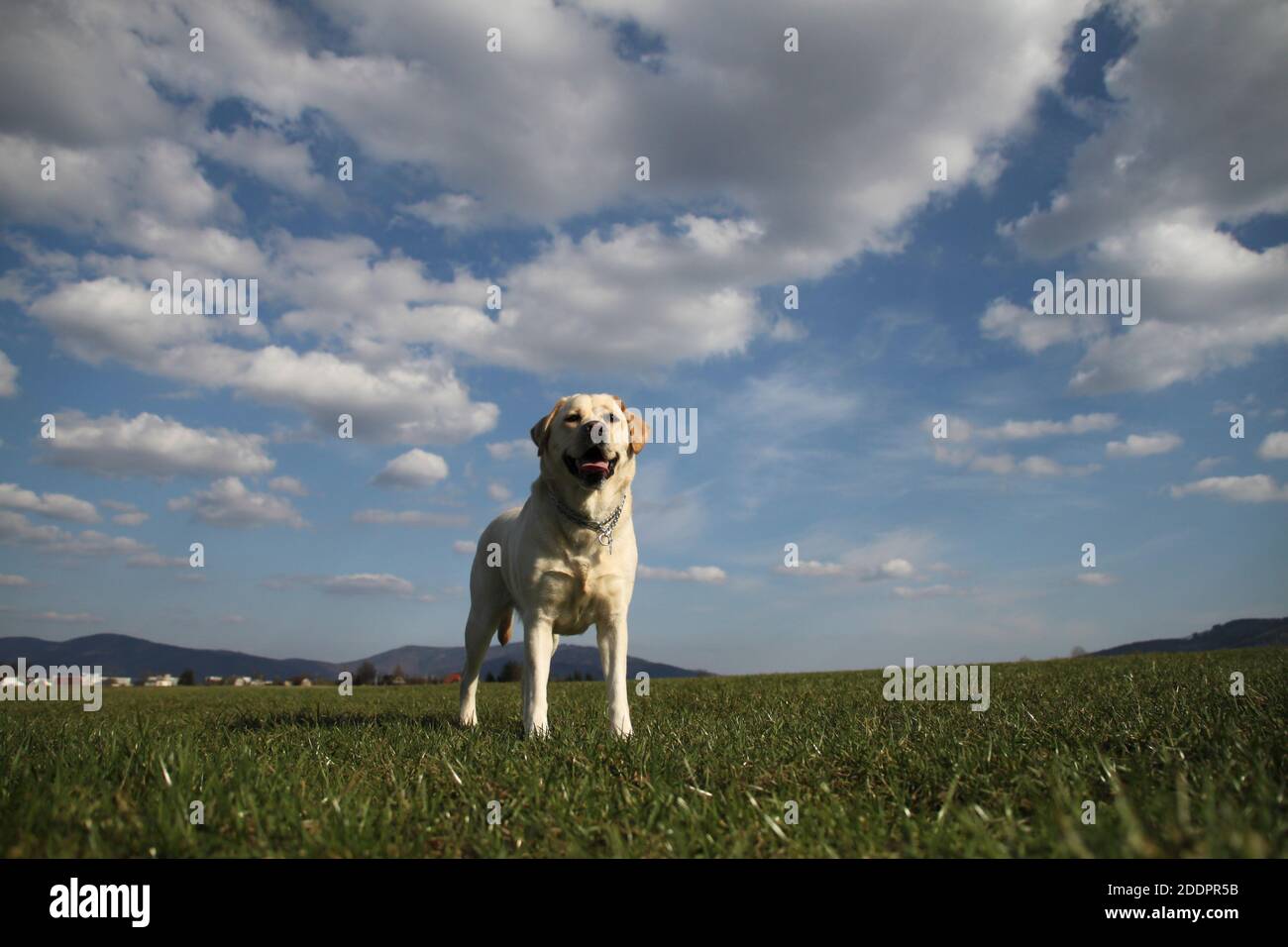 Labrador dog on a field meadow under a beautiful sky with clouds in the background Stock Photo ...