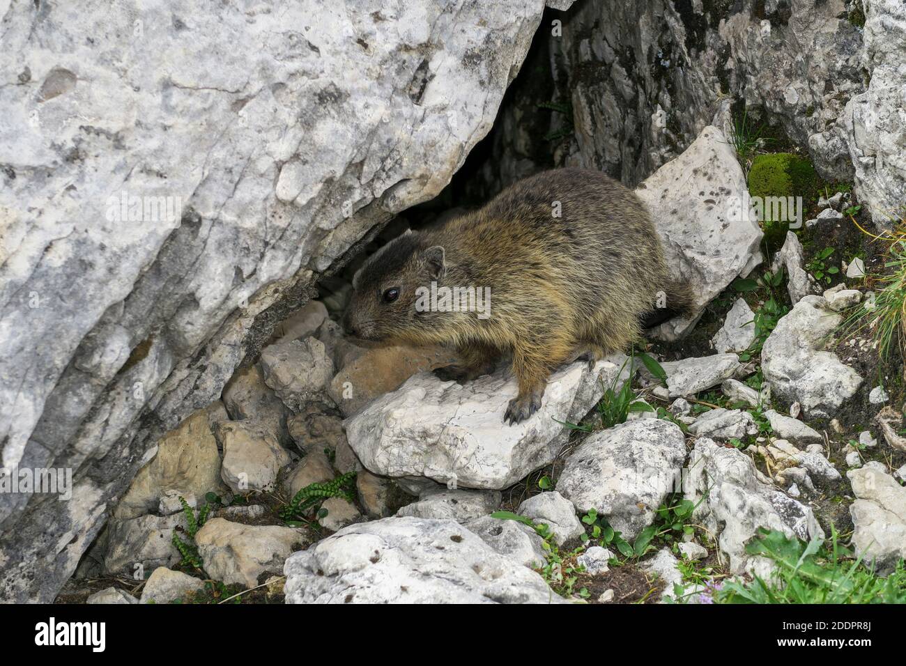 A marmot leaving its rock burrow in the mountain alps Stock Photo - Alamy
