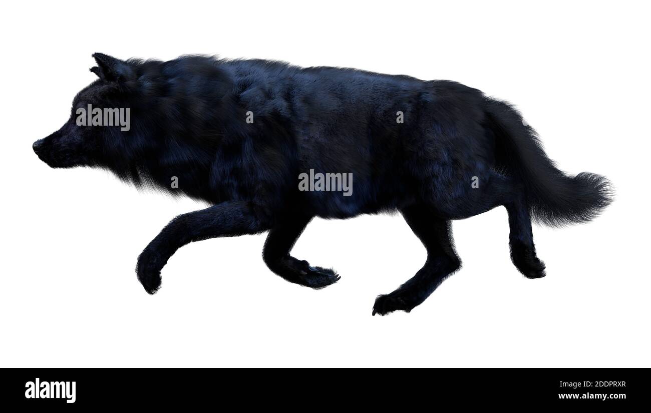 3D rendering of a black wolf isolated on white background Stock Photo ...