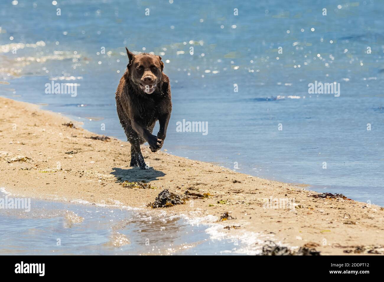 A chocolate labrador running on the beach Stock Photo - Alamy
