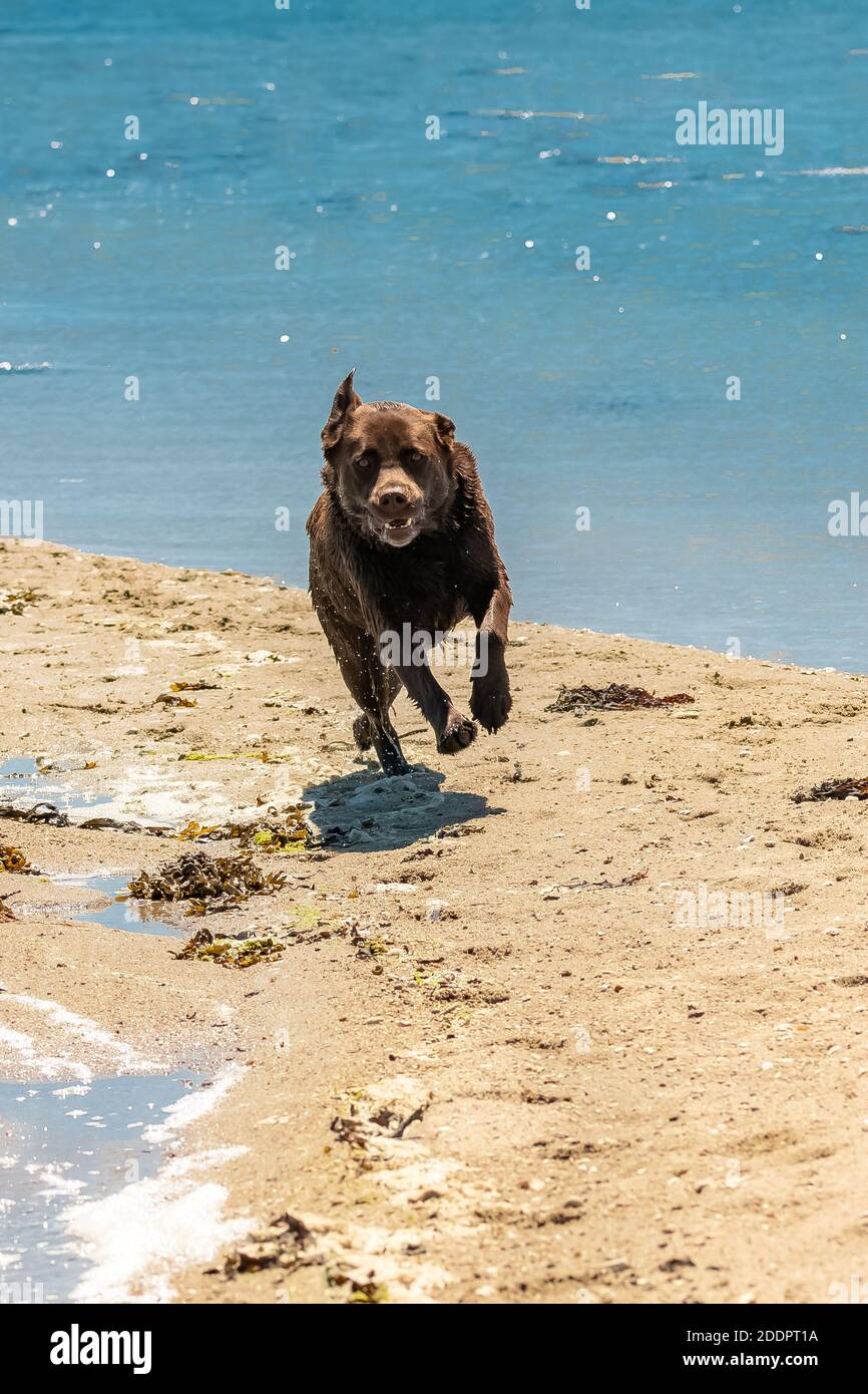 A chocolate labrador running on the beach Stock Photo - Alamy