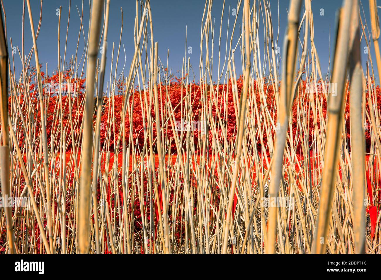 Infrared Red Vines Stock Photo - Alamy