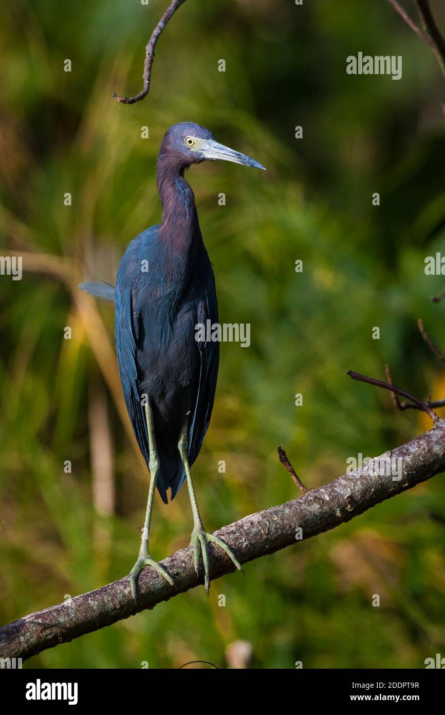 Little blue heron, Egretta caerulea, in the rainforest beside Rio ...