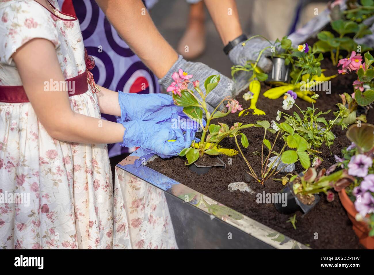 Seasonal gardening, children's hands in gloves at work in the garden ...
