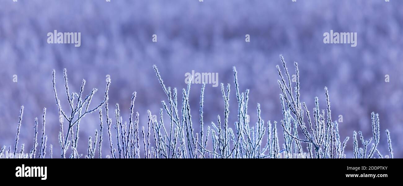 A totally frosted white branches, winter background Stock Photo - Alamy