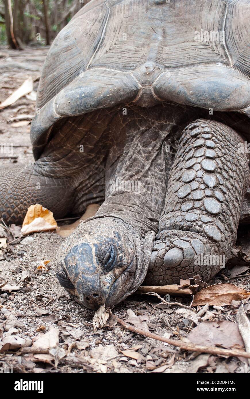 Sleeping Aldabra Giant Tortoise (Aldabrachelys gigantea), IIe aux ...