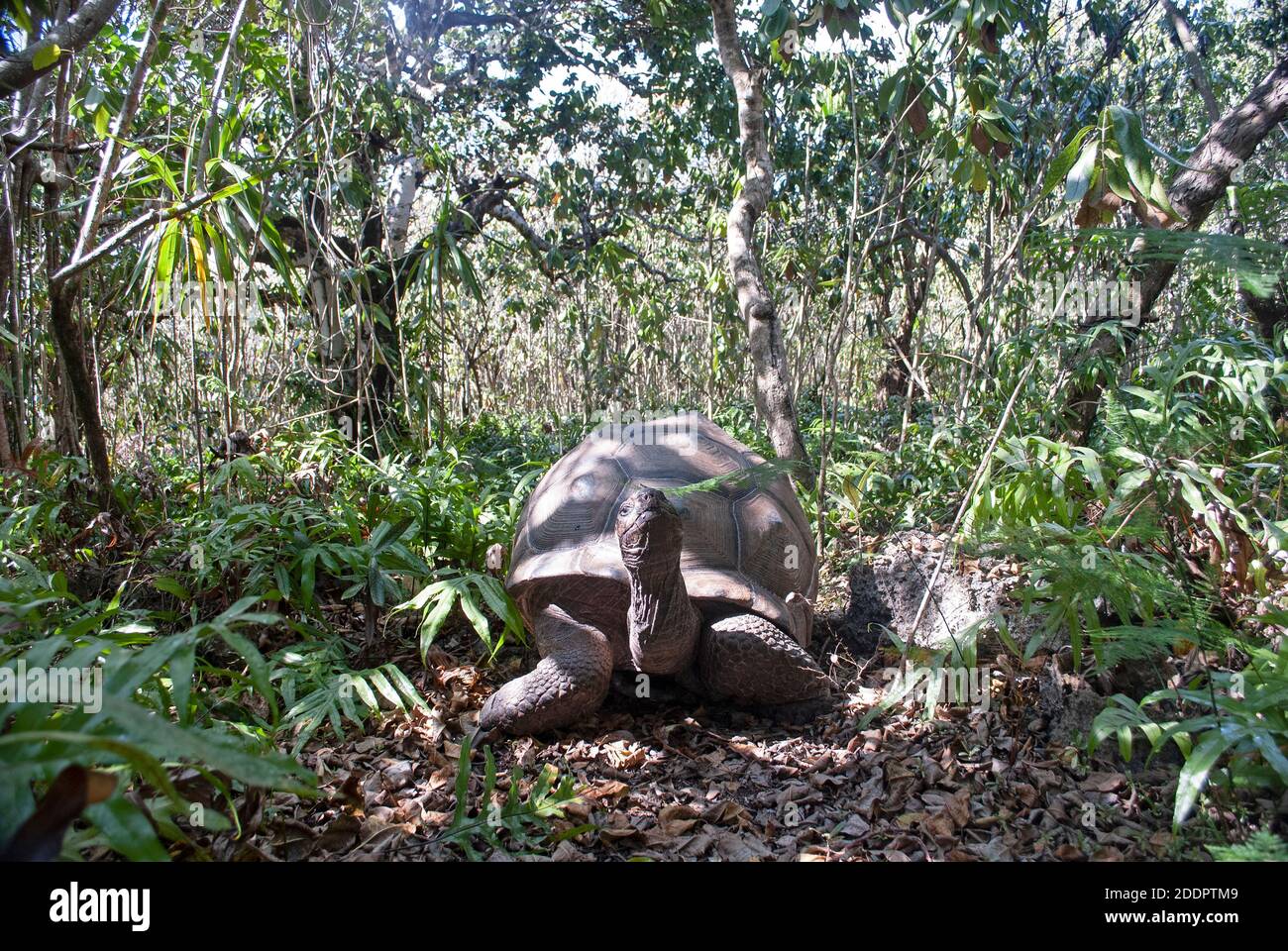 Aldabra Giant Tortoise (Aldabrachelys gigantea), IIe aux Aigrettes ...