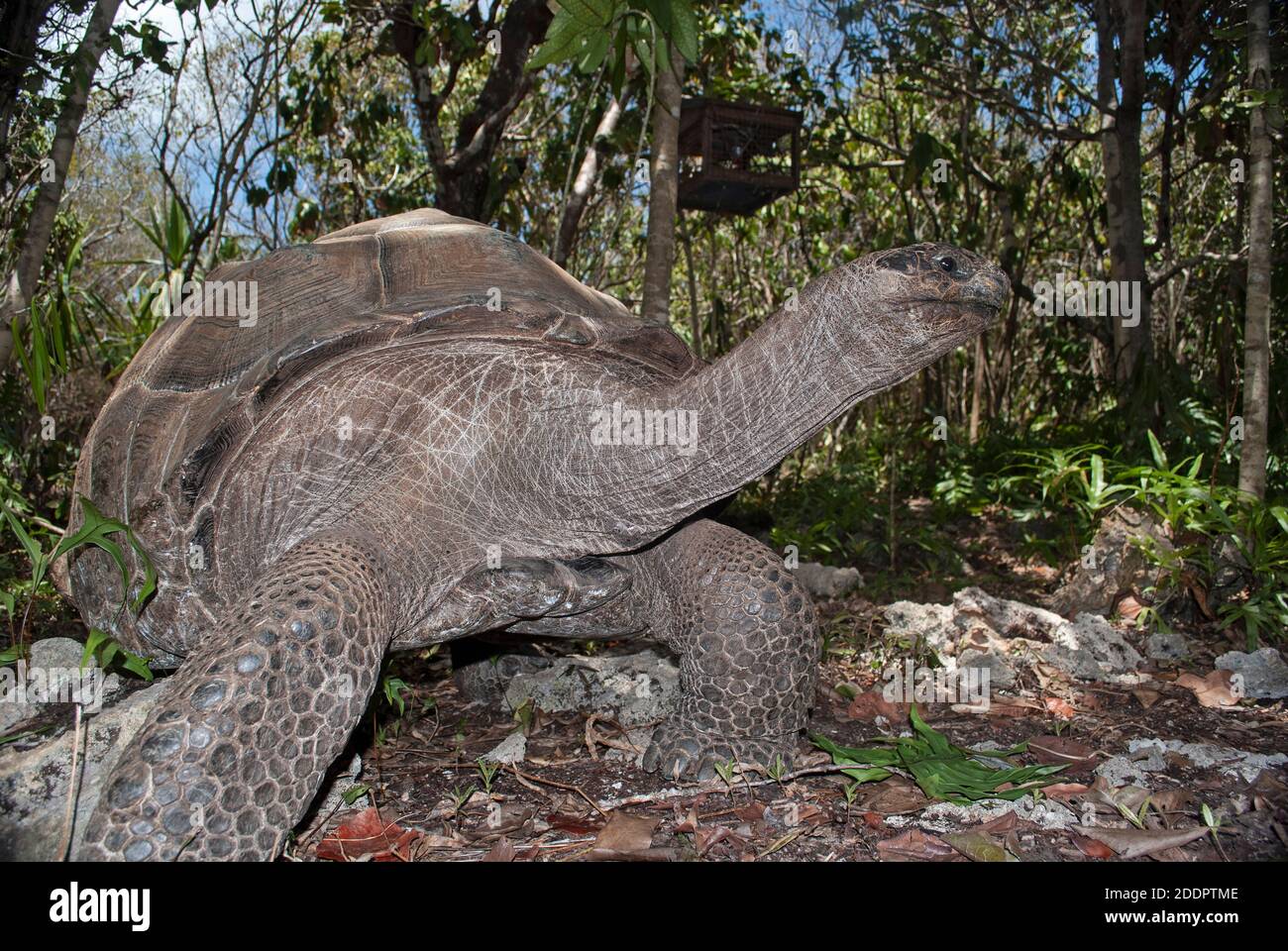 Mauritian wildlife foundation hi-res stock photography and images - Alamy