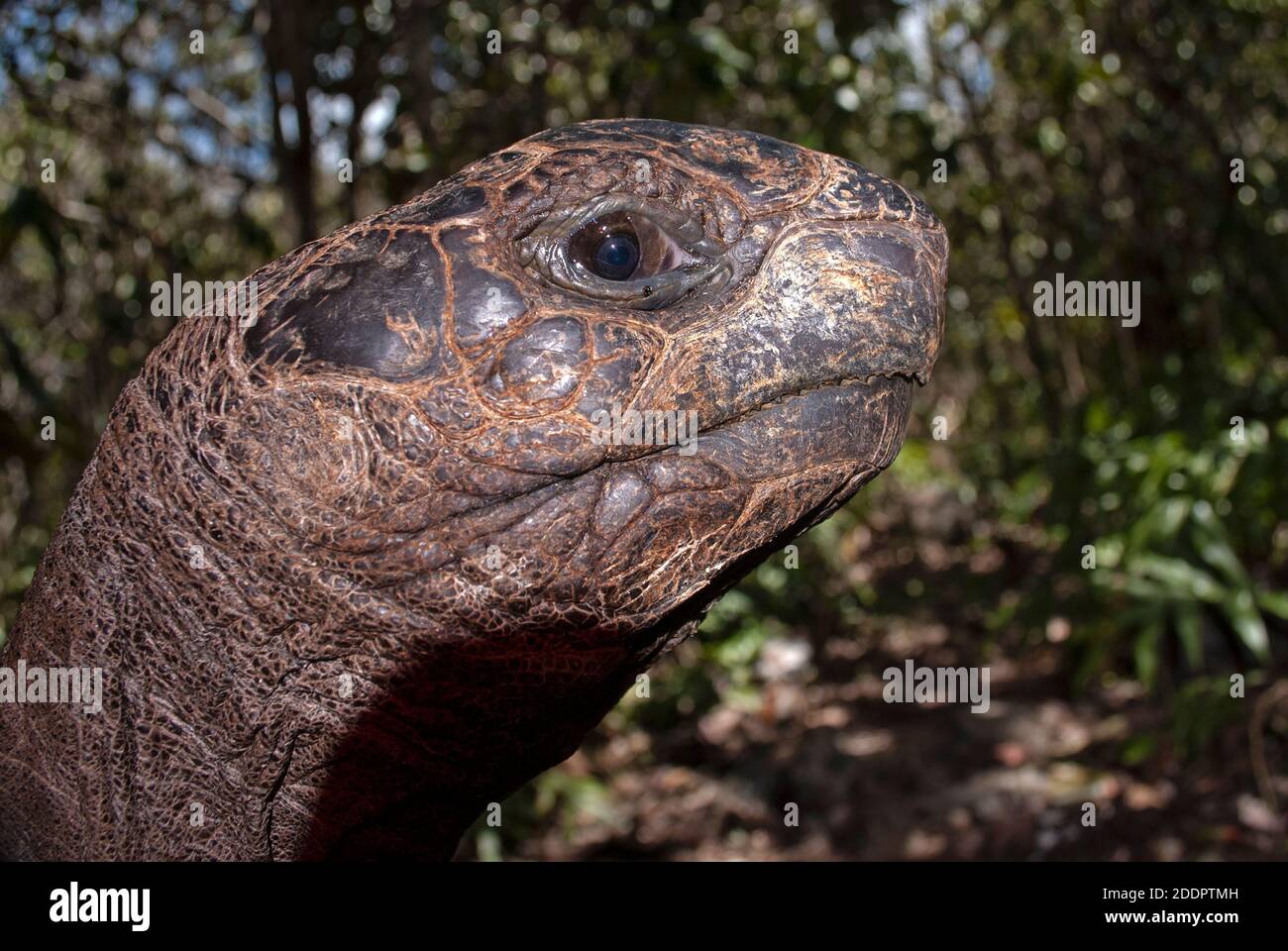 Mauritian Reptile High Resolution Stock Photography and Images - Alamy