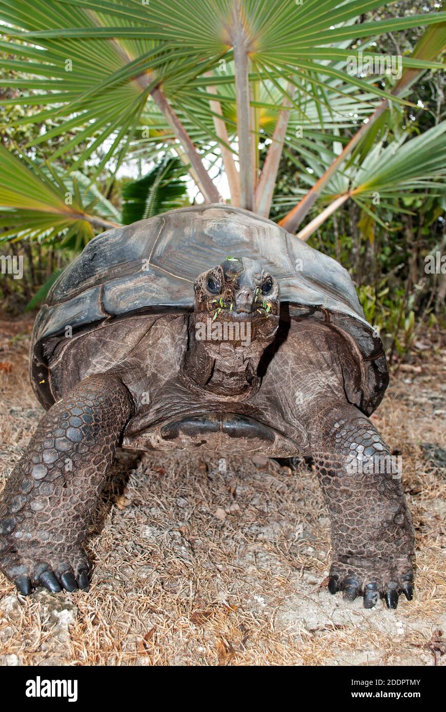 Mauritian wildlife foundation hi-res stock photography and images - Alamy