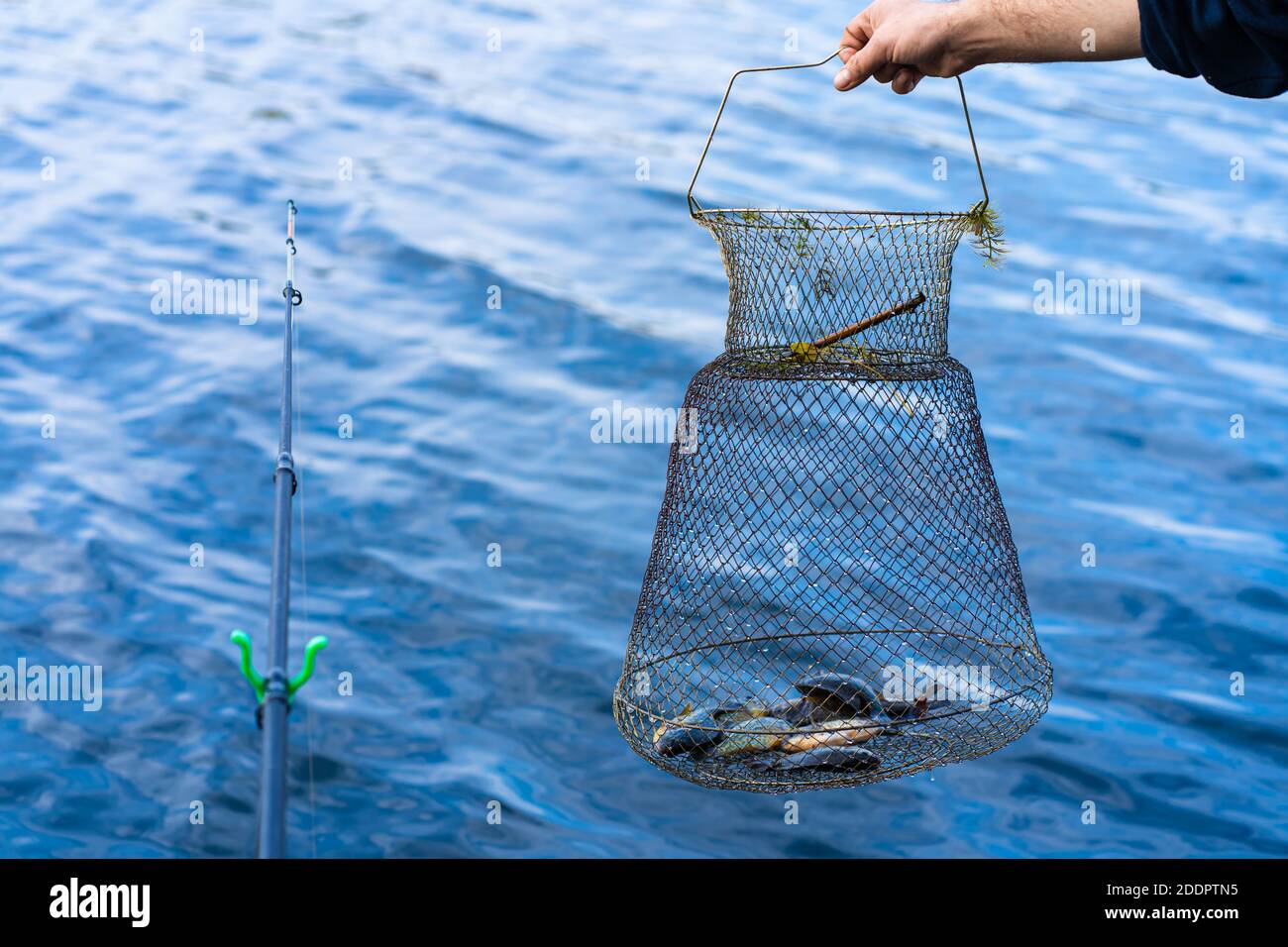 Fish catch in a net box. Fishing hobby and leisure. Silent hunting ...