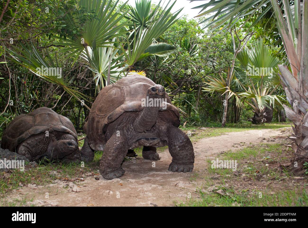 Aldabra Giant Tortoise (Aldabrachelys gigantea), IIe aux Aigrettes ...