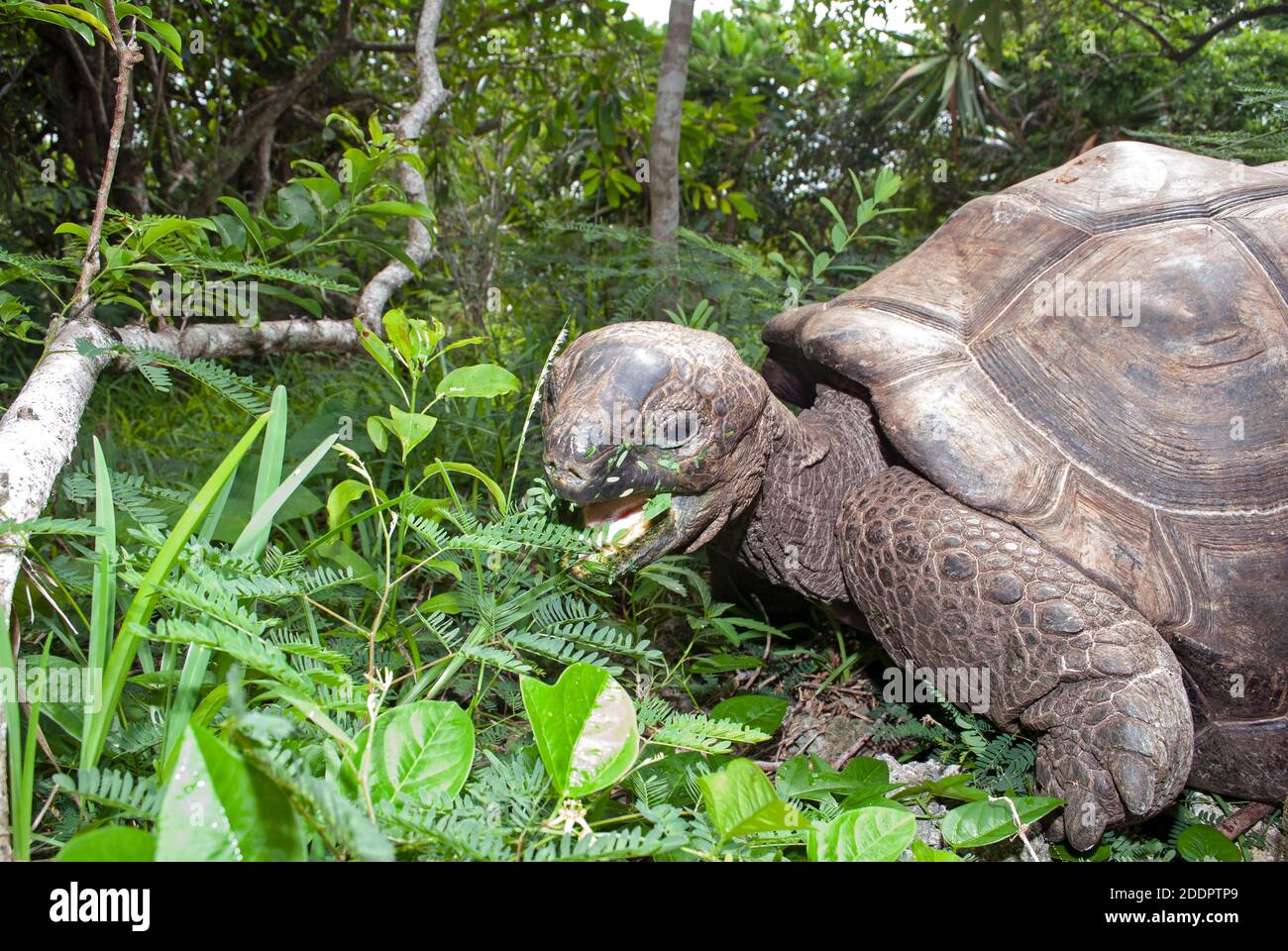 Aldabra Giant Tortoise (Aldabrachelys gigantea), IIe aux Aigrettes ...