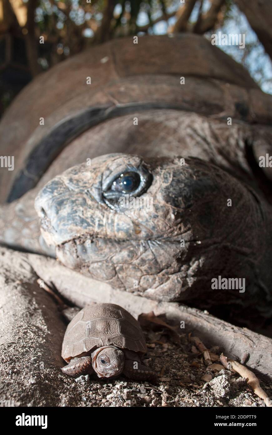 One day old Aldabra Giant Tortoise, IIe aux Aigrettes - Introduced by ...
