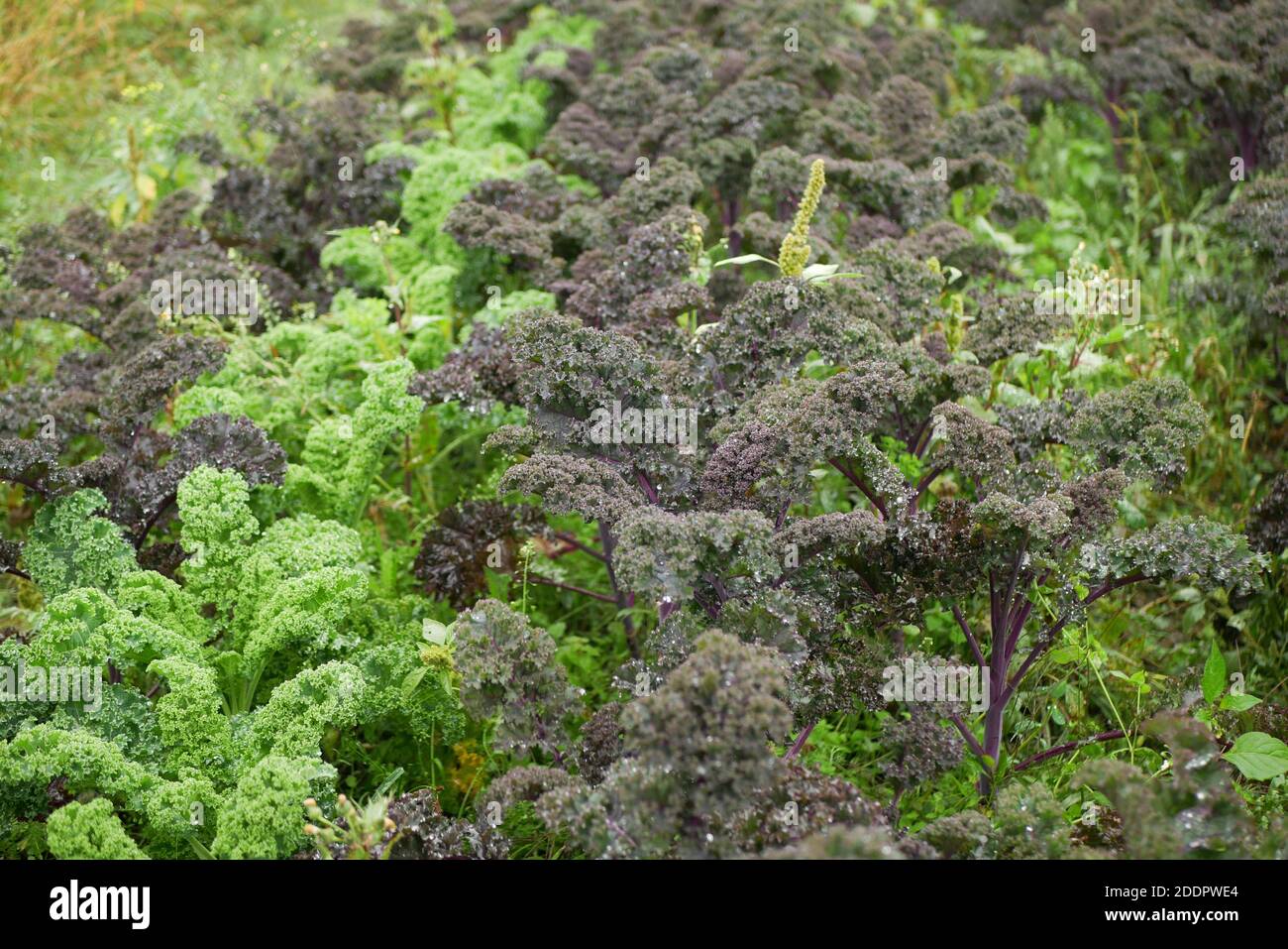 Leaf curly cabbage kale winter plant leaves bio organic plantation ...
