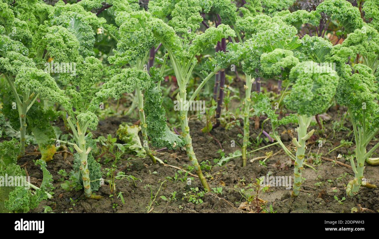 Leaf curly cabbage kale winter plant leaves bio organic plantation ...