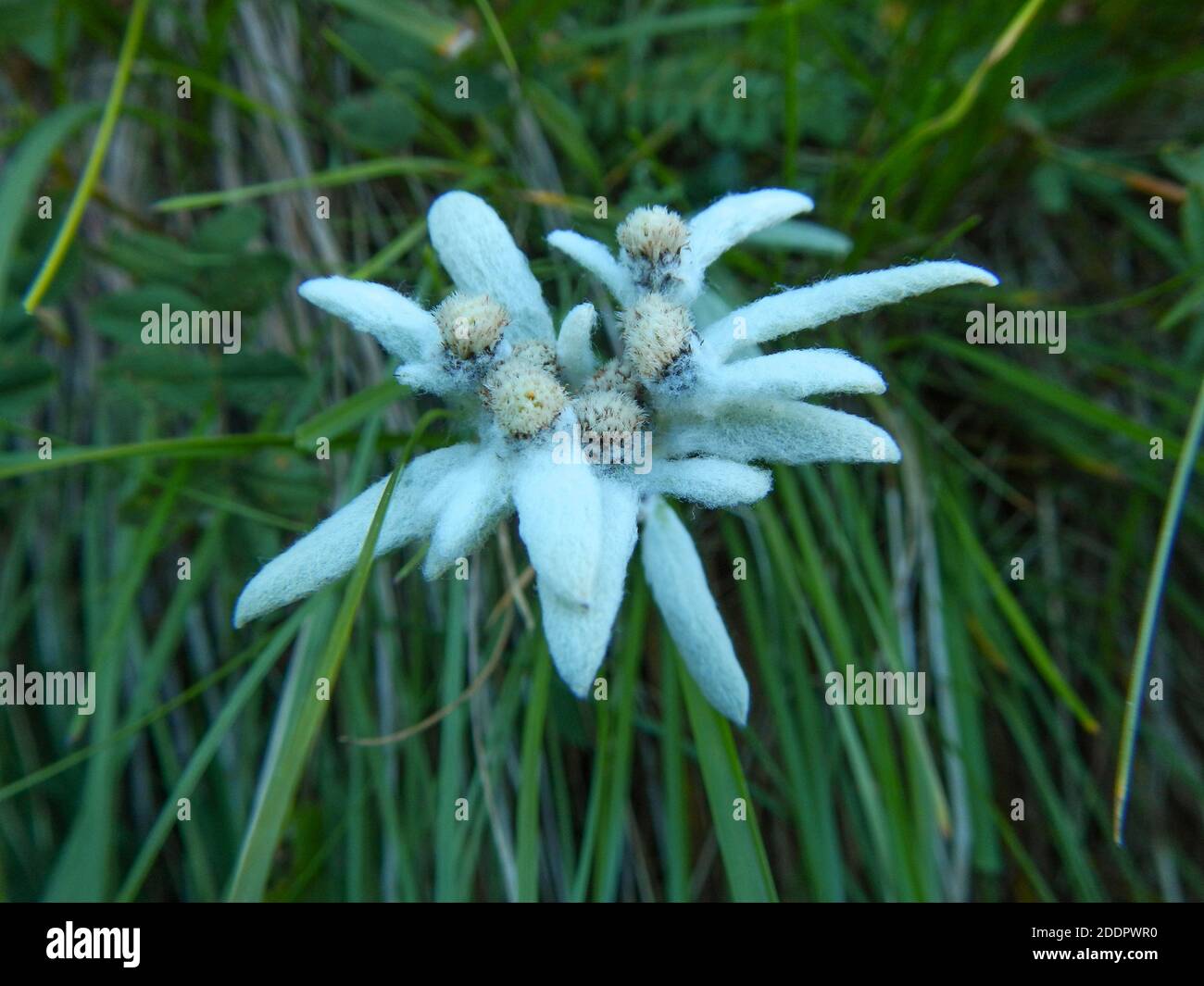 Alpine edelweiss flowers hidden in the grass of the Alps Stock Photo ...