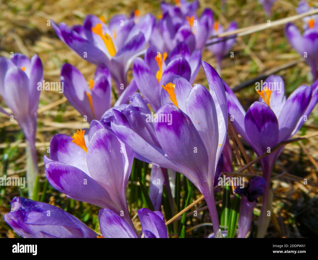 Crocus flowers in the Tatra mountain meadow Stock Photo - Alamy