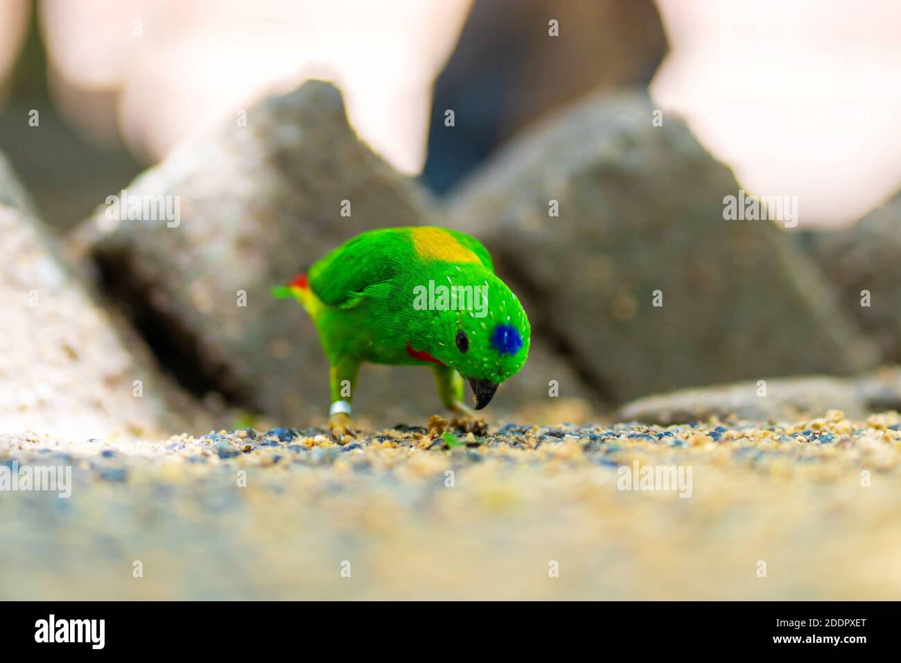Very small and cute bright green parrot loriculus galgulus or blue ...
