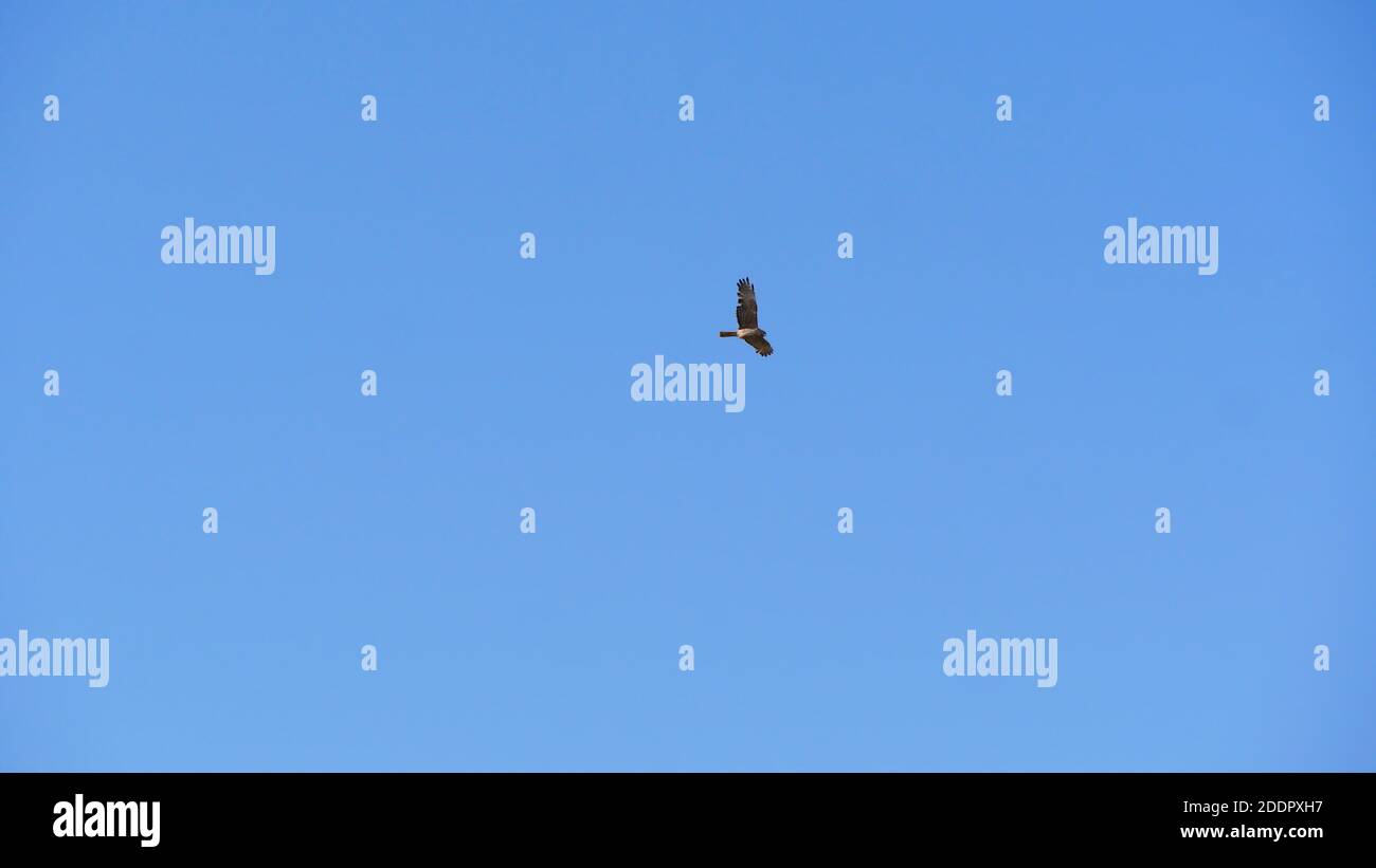 Flock bird flying homing hi-res stock photography and images - Alamy