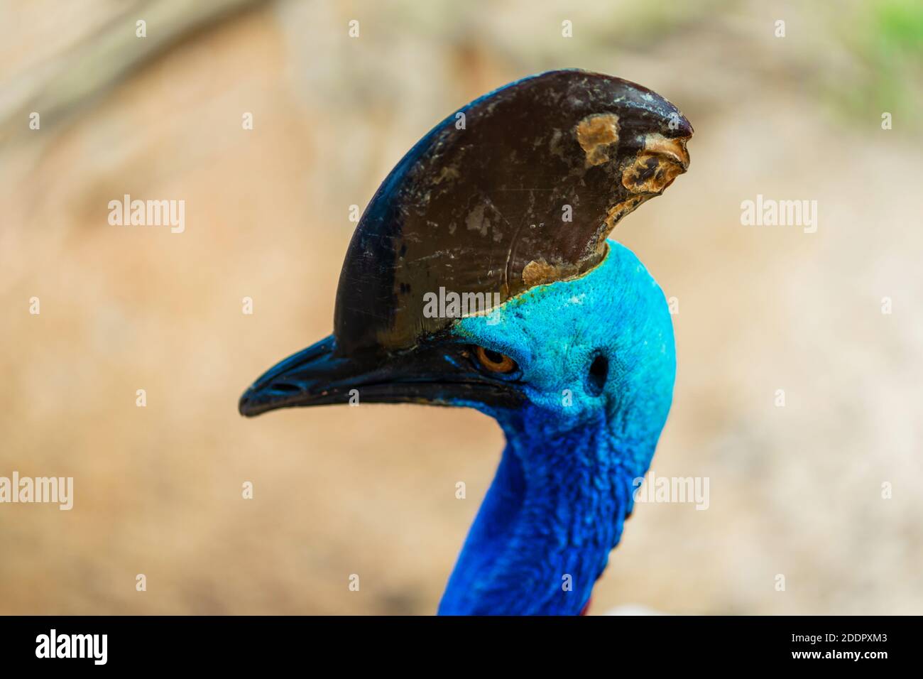Cassowary close-up. Cassowary head. Big aggressive bird Stock Photo - Alamy