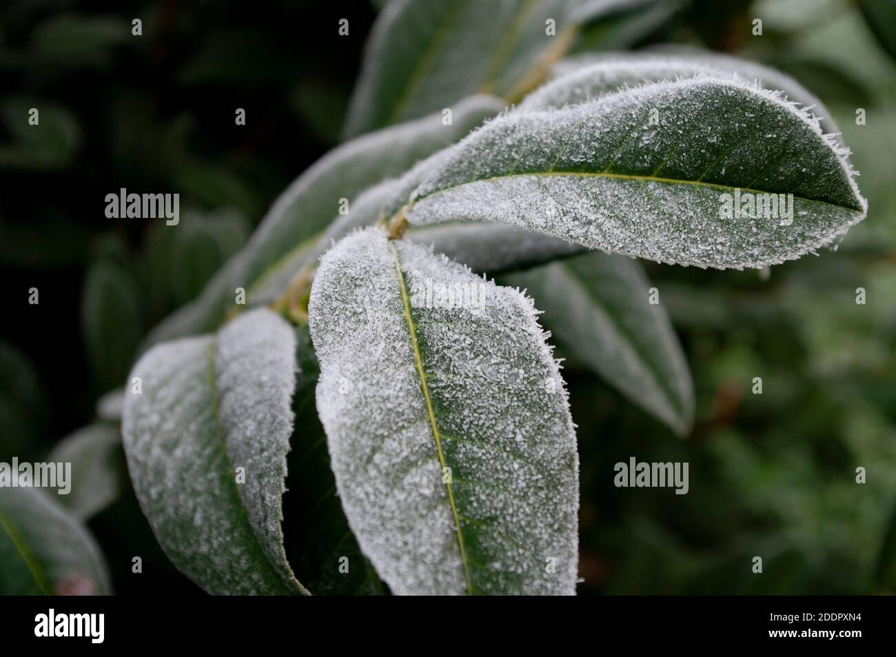 Frozen holly tree hi-res stock photography and images - Alamy