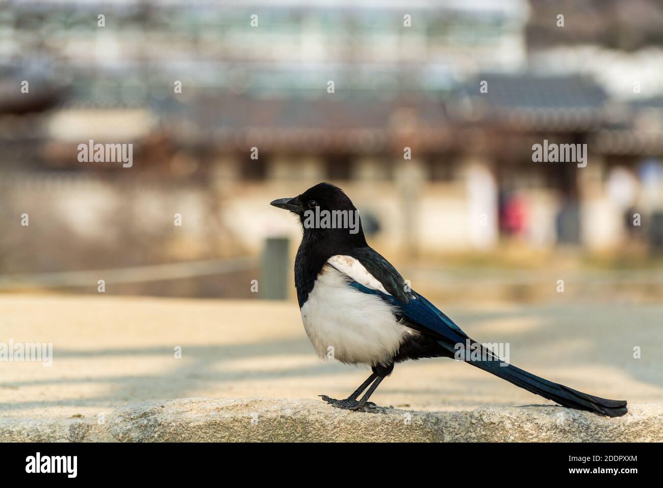 Pica pica bird, also called Eurasian Magpie walking at the stone with ...