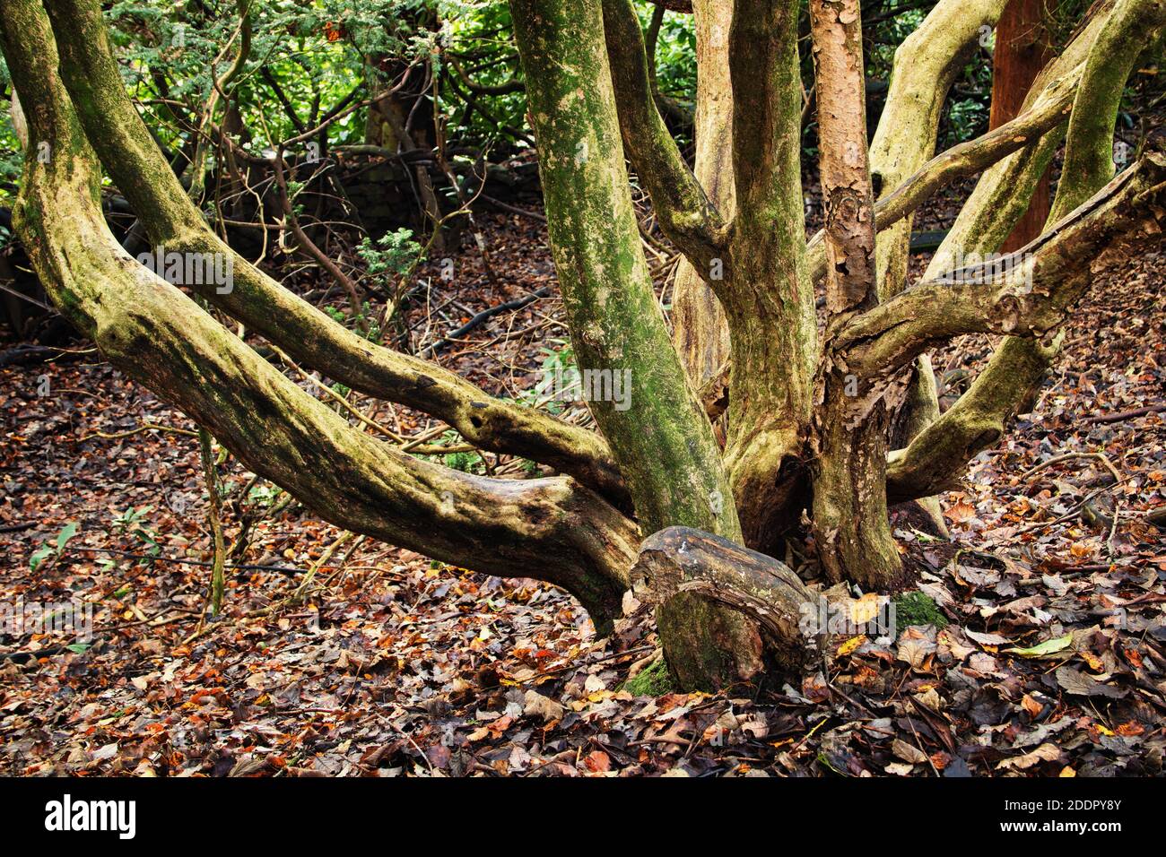 A natural pattern of a tree, with a split trunk giving the impression ...