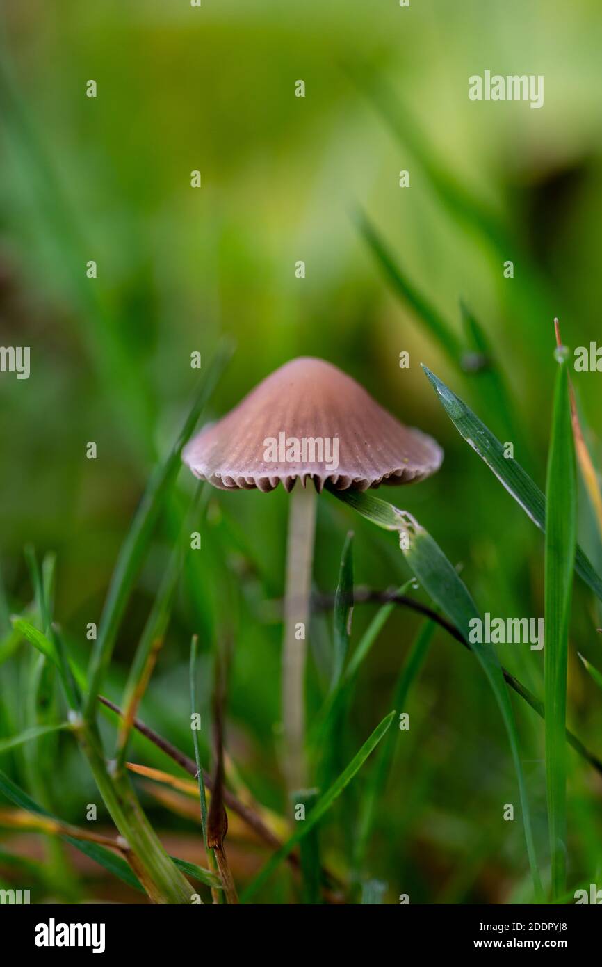 A Macro image close up of a conecap mushroom or latin name Genus ...
