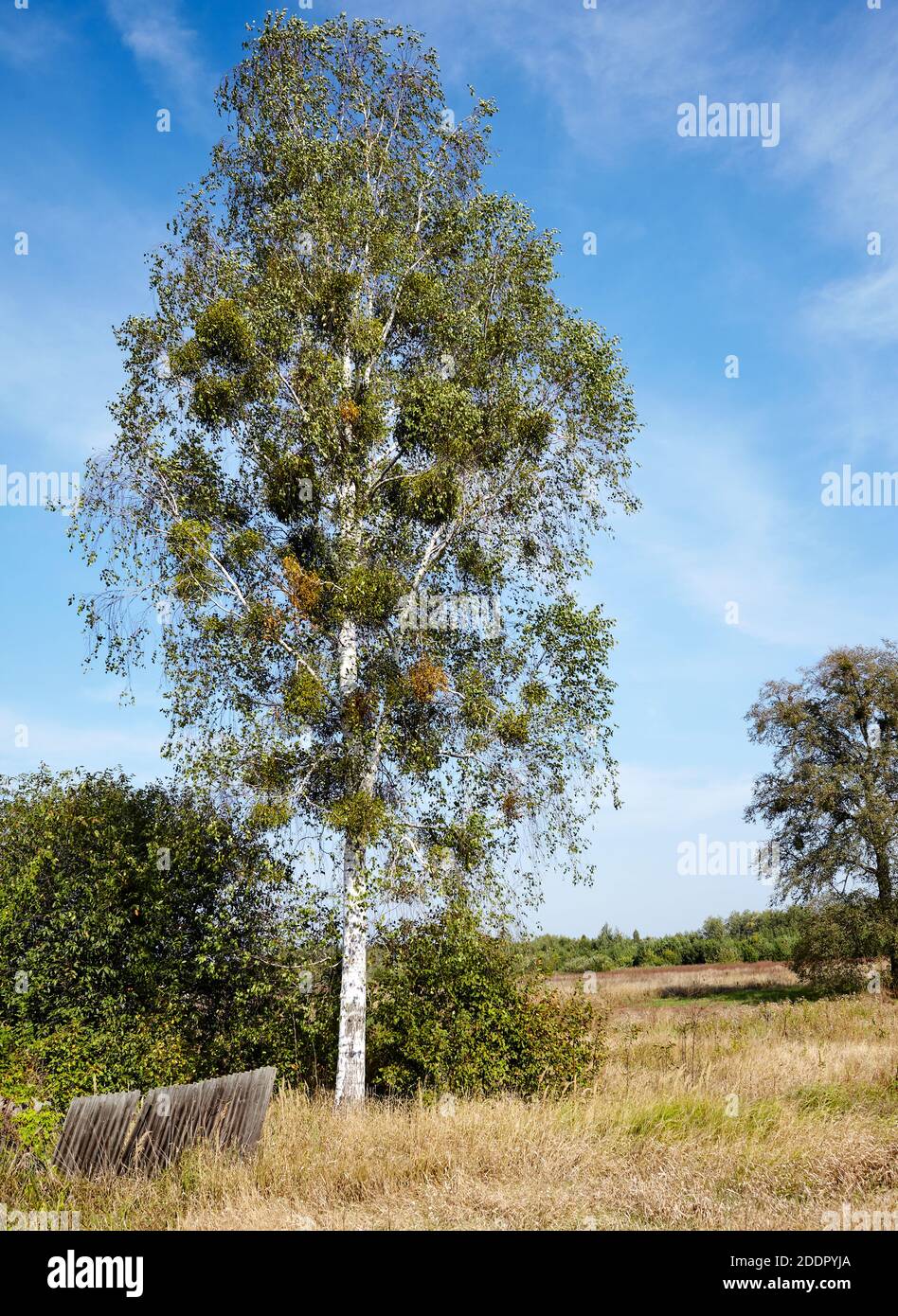 Birch tree on field against a blue sky with clouds on a sunny day ...