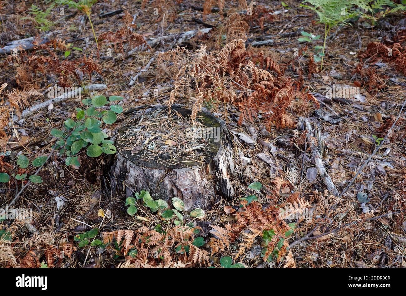 Tree stump in a bright forest. Tree stump after deforestation Stock ...