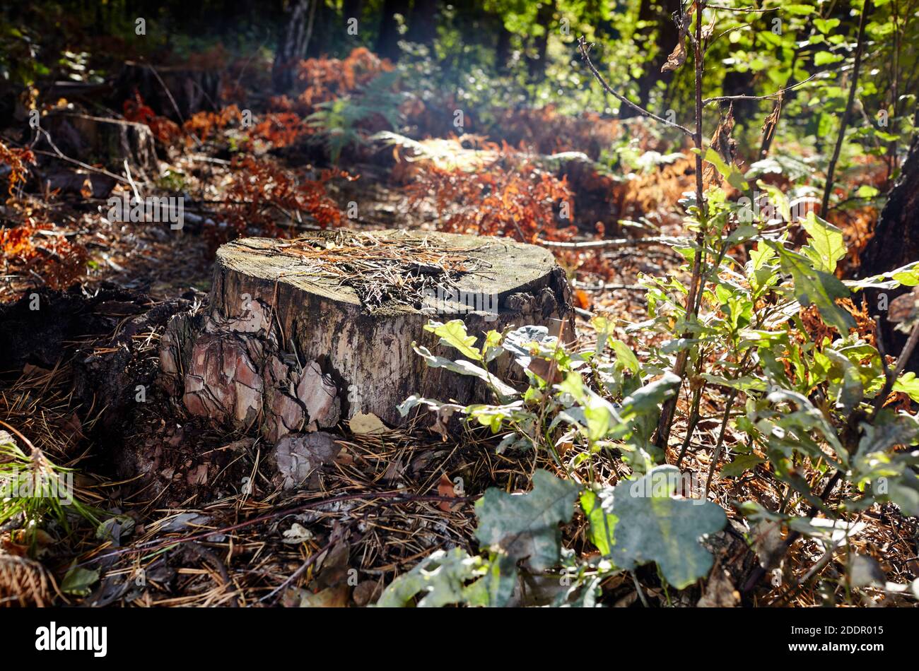 Tree stump in a bright forest. Tree stump after deforestation Stock ...