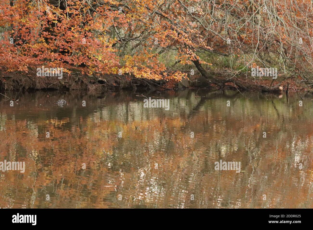 Autumn rivers landscape with no one leaves with the sky hi-res stock ...