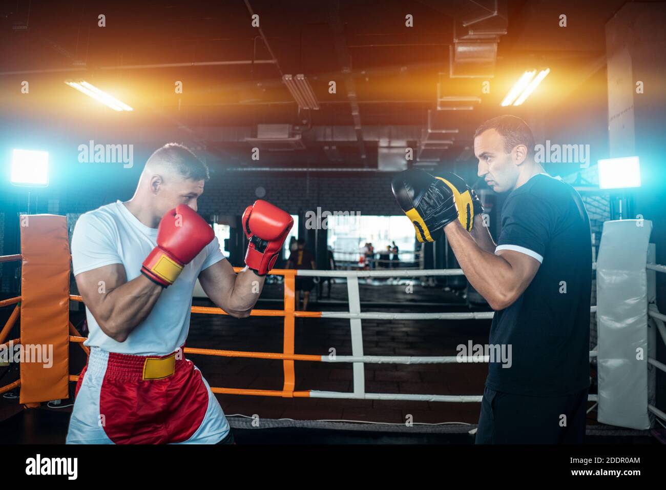 two muscle boxers sport man training and fighting on boxing ring at gym ...