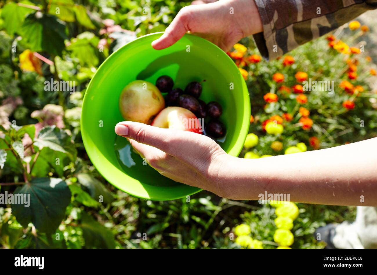 Fruit washing. Close-up of woman hands washing fruits at garden Stock ...
