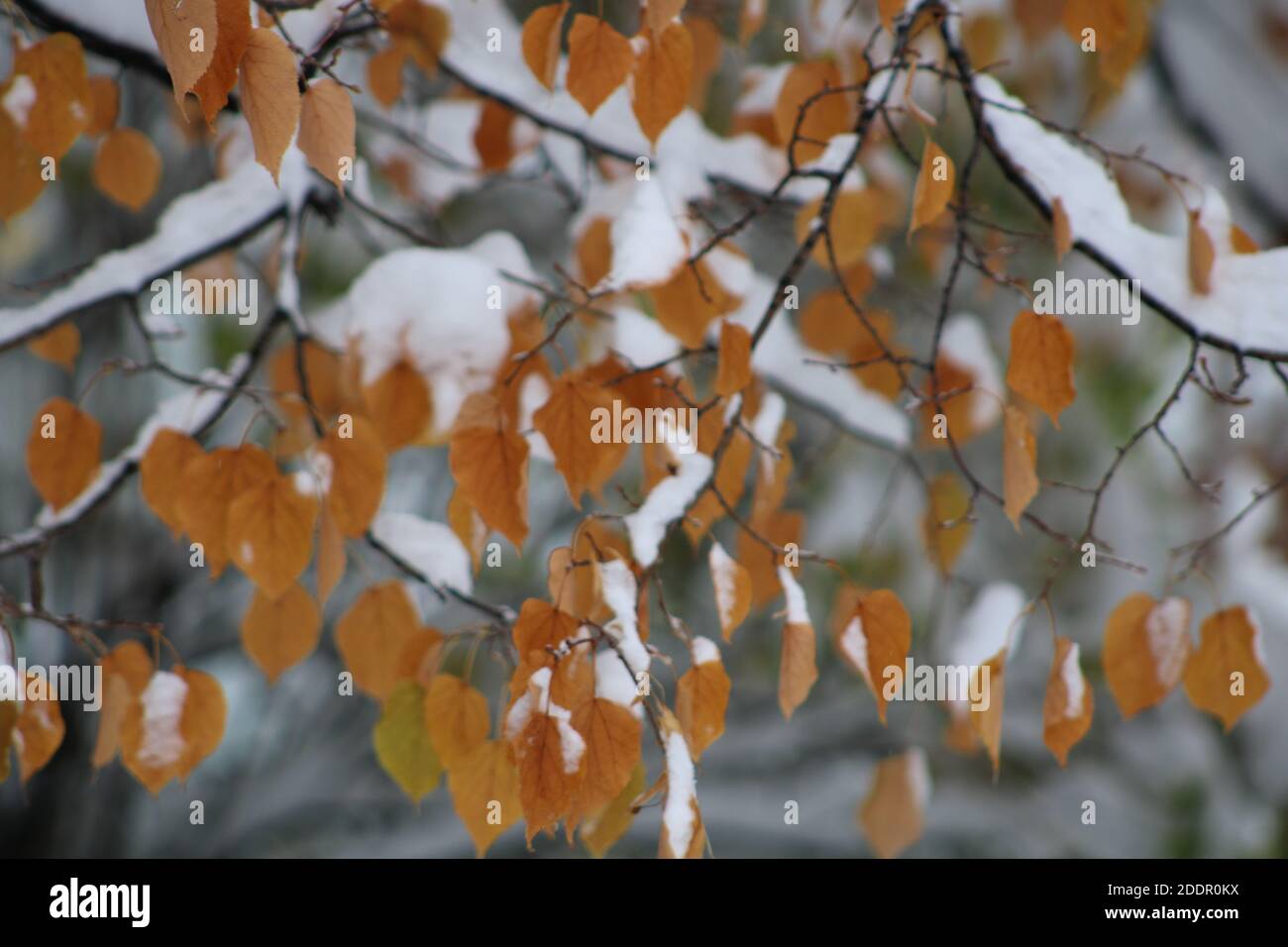 snow covered leaves Stock Photo - Alamy