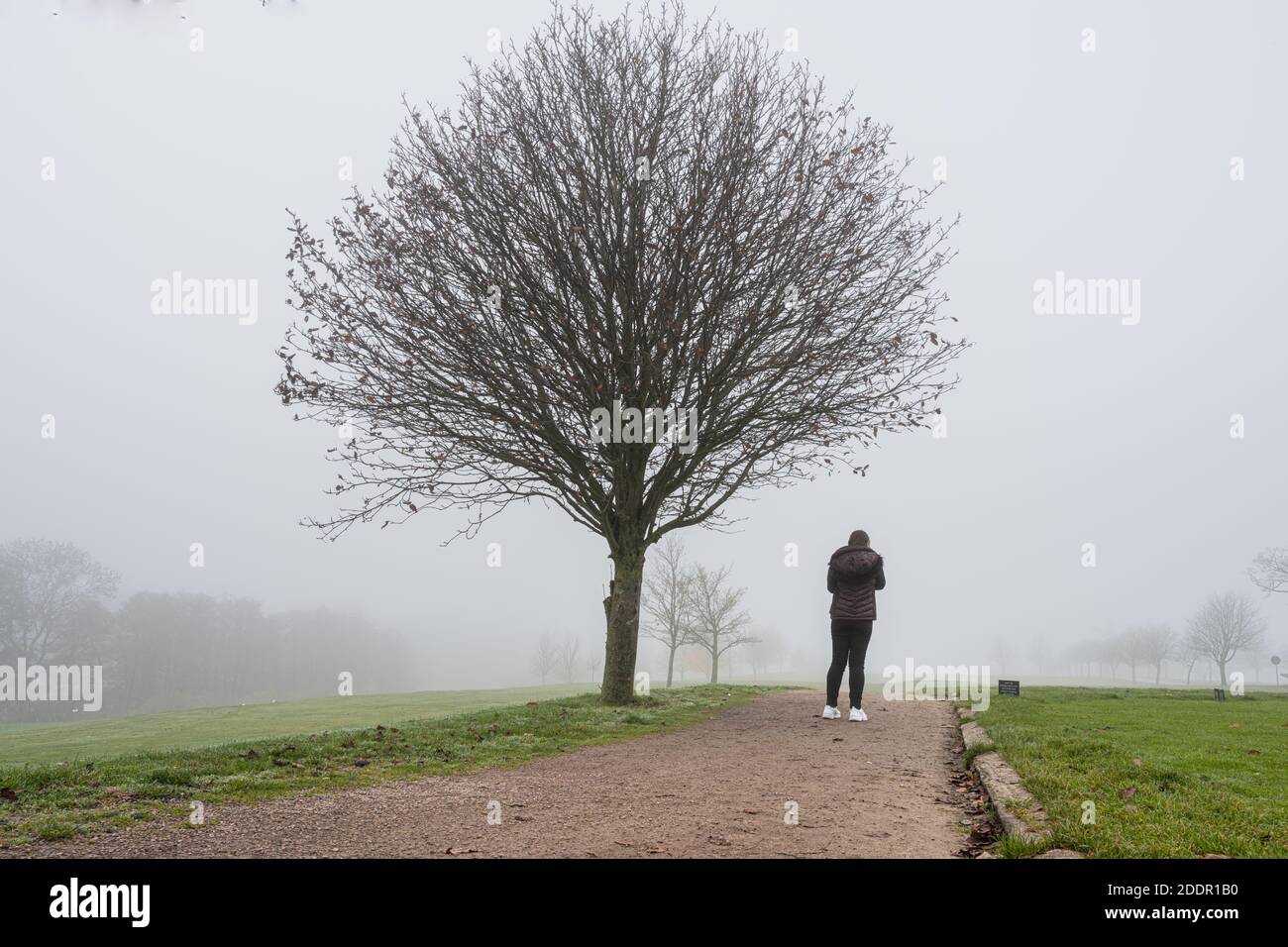 A willow tree with a misty background. Picture from Scania county ...