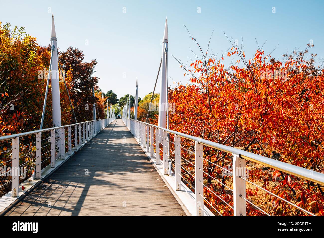 Seoul forest park, Bridge road with autumn colorful trees in Korea ...