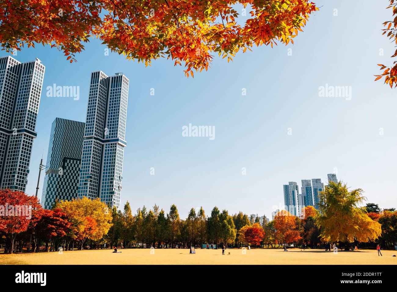Seoul forest park, Autumn colorful trees with modern buildings in Korea ...