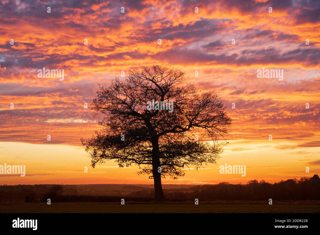 Silhouette of a solitary oak tree at sunset with a dramatic sky. Much ...