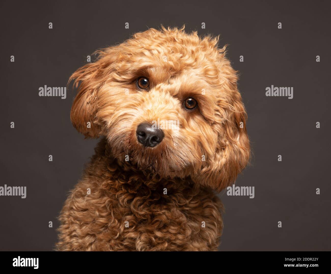 Cavapoo hi-res stock photography and images - Alamy