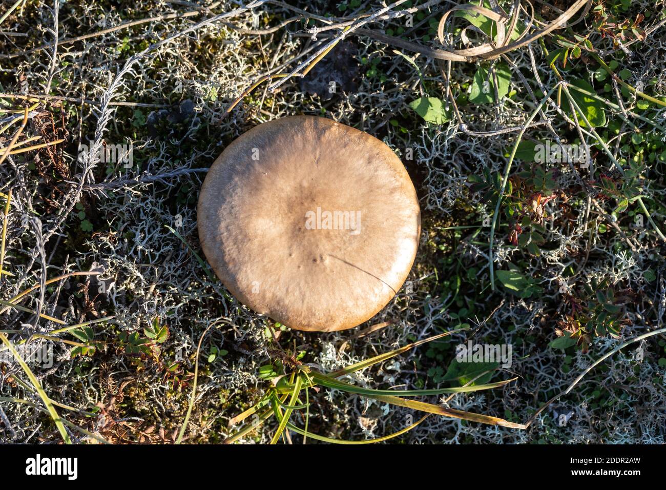 Edible brown mushroom (Pleurotus eryngii) from the French Atlantic ...