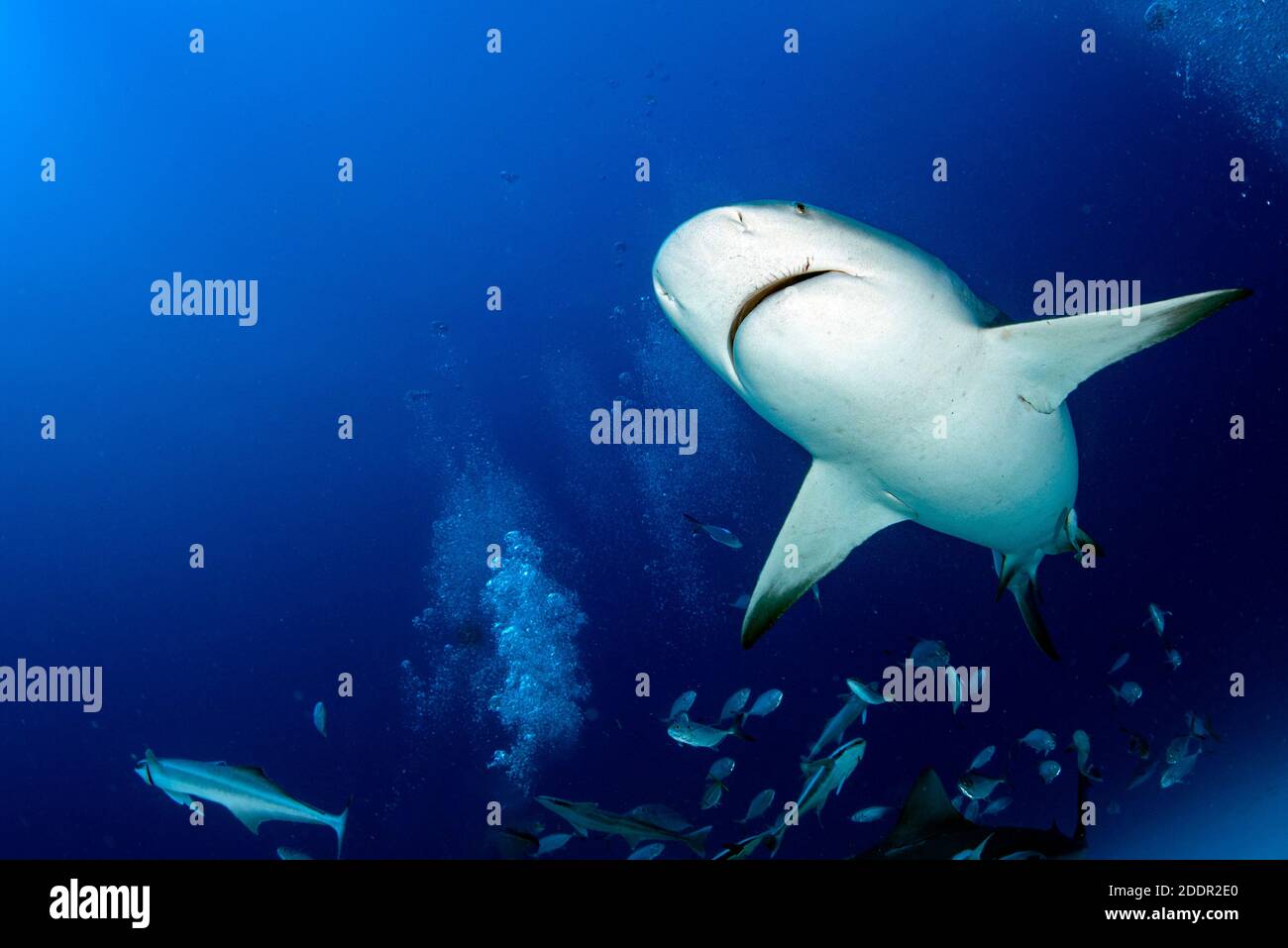bull shark while feeding in mexico in blue ocean Stock Photo - Alamy