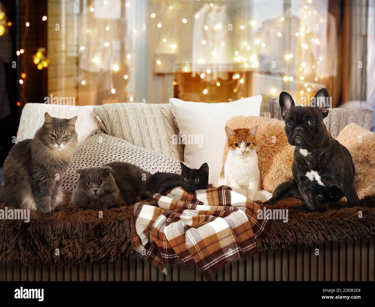 Lots of cats hi-res stock photography and images - Alamy