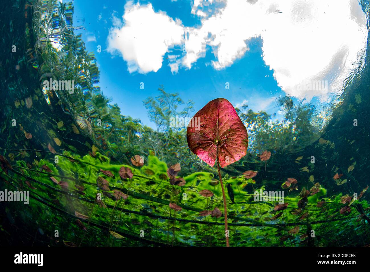 underwater gardens and water plants in Mexico cenotes cave diving Stock ...